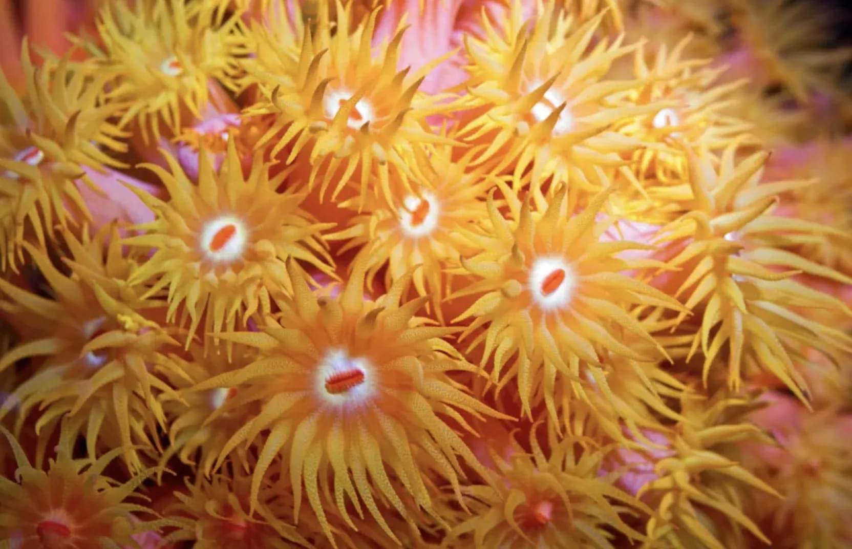 ZIMS at Work: The California Academy of Sciences’ Steinhart Aquarium ...