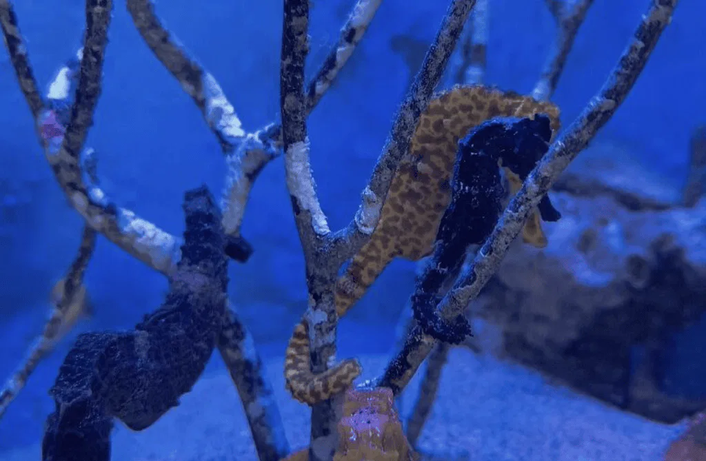 The Future of Species Conservation: How Cryopreservation, Collaboration ...