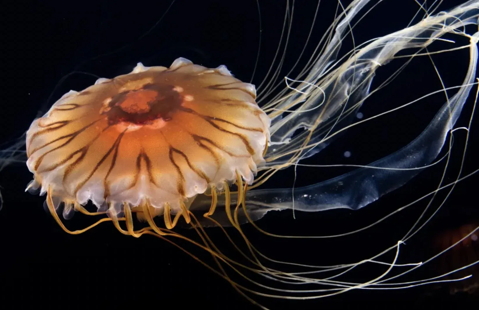 ZIMS at Work: The California Academy of Sciences’ Steinhart Aquarium ...