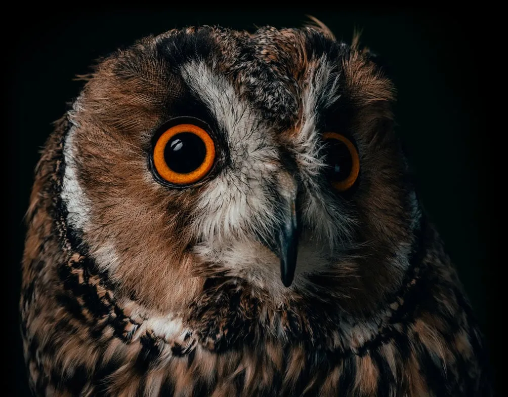 ZIMS Single Sign-on (SSO) - Species360