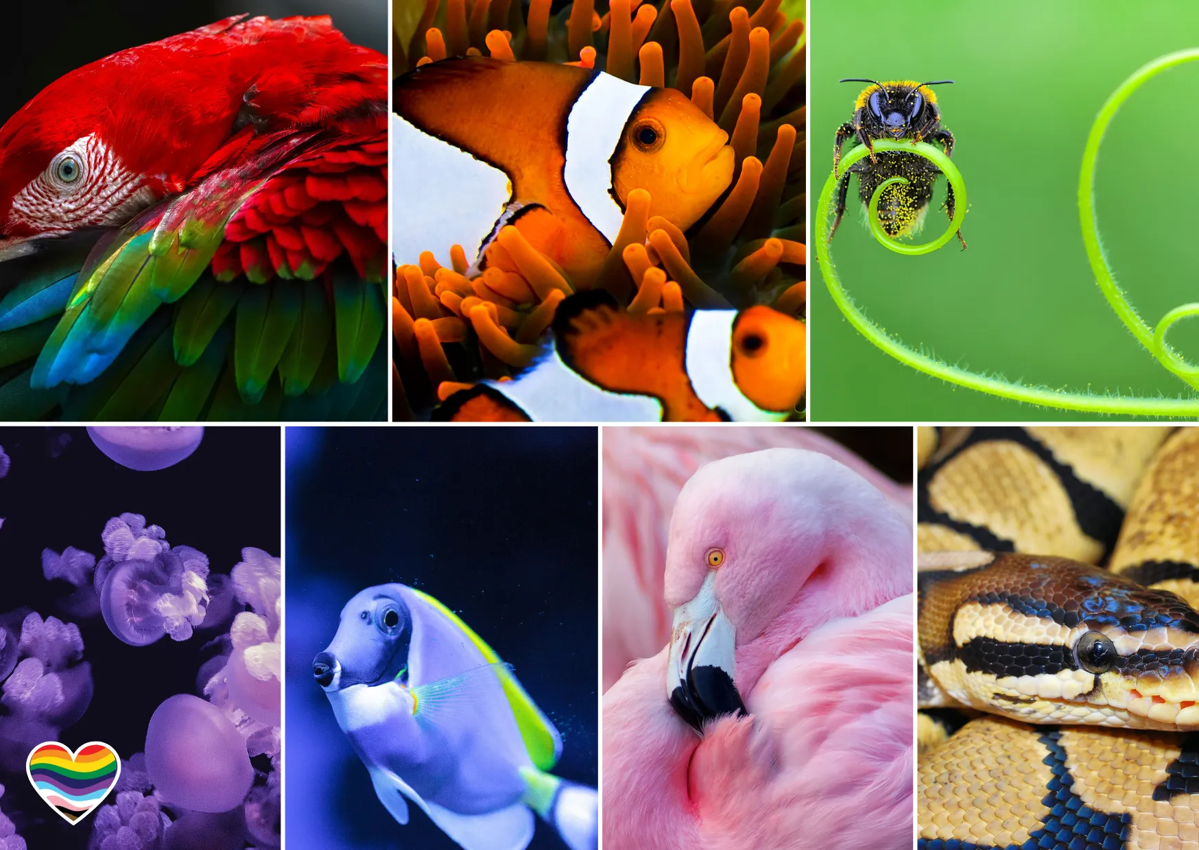 Celebrating Pride Month - Species360